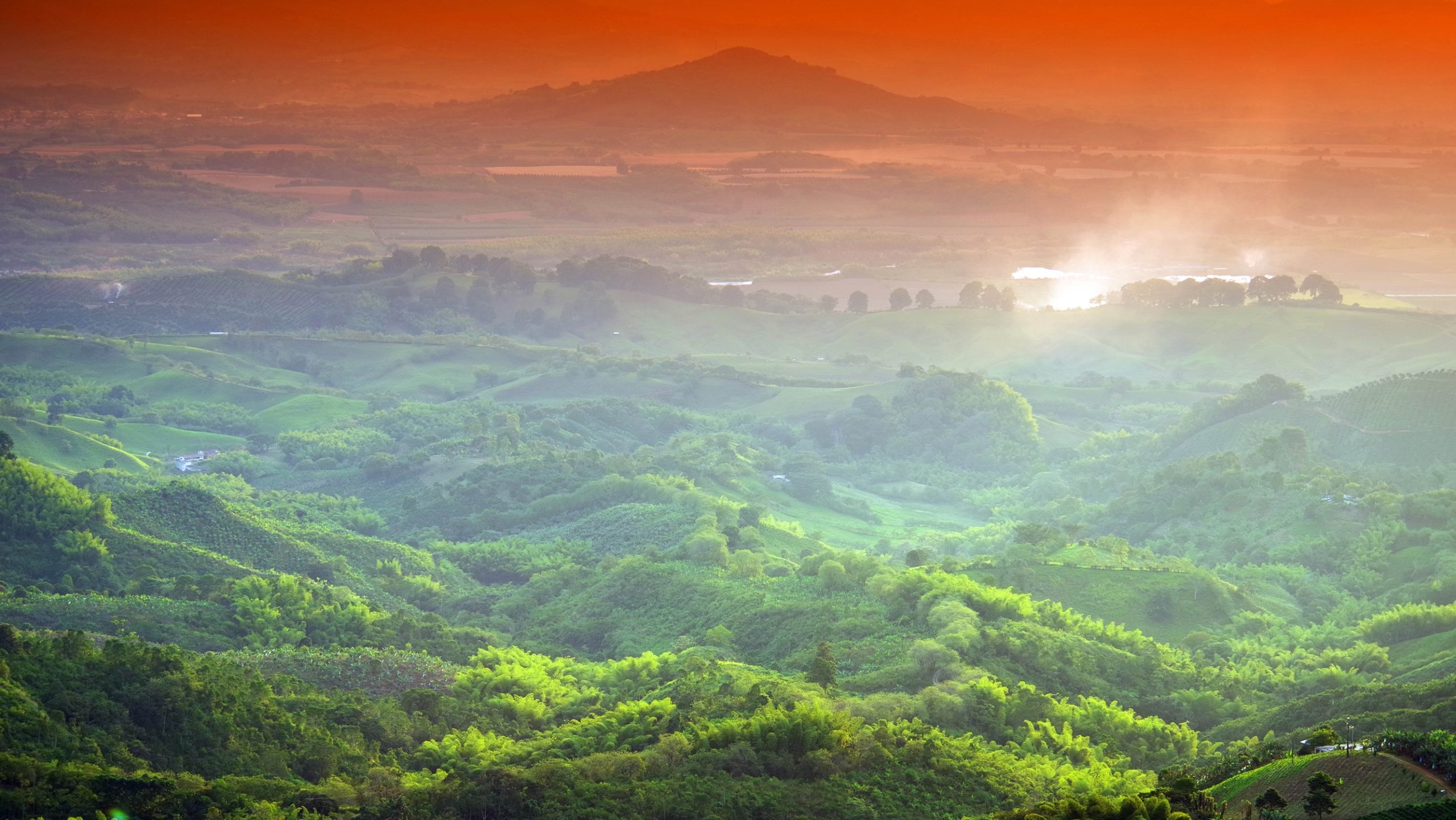 Deforestation - Position Paper | British Coffee Association